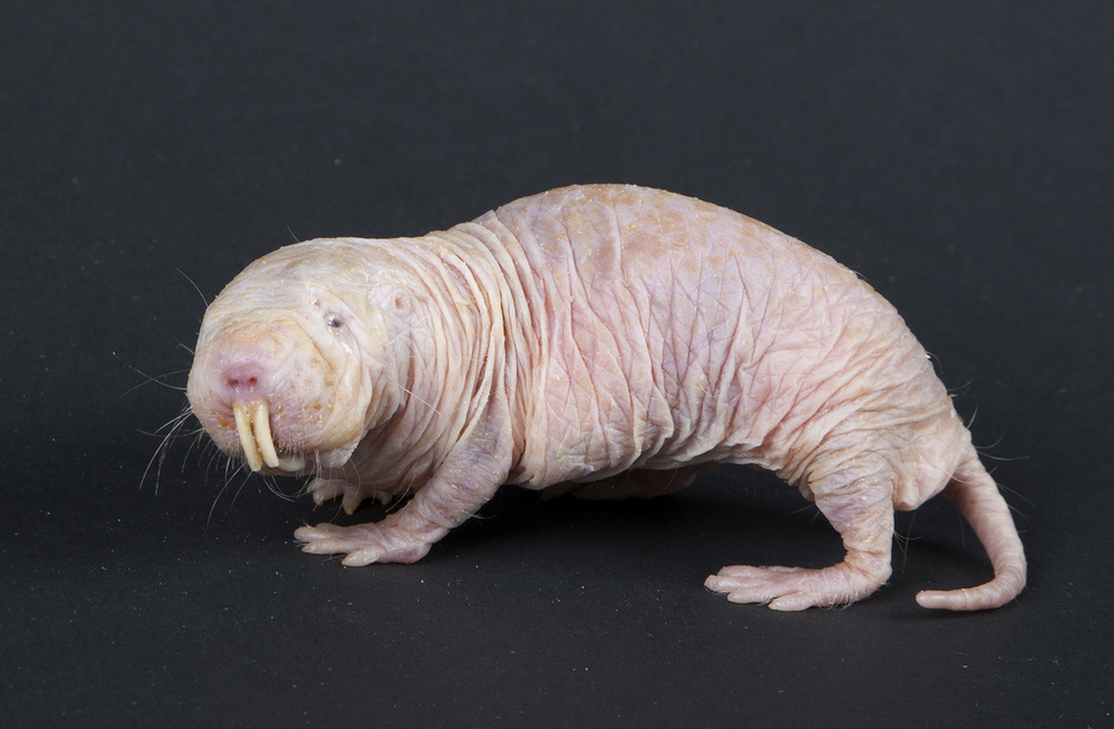 Top de animales raros que habitan nuestro planeta